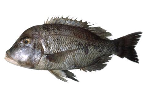 Fishing for Grass emperor → Explore Catches, Top Baits & More!