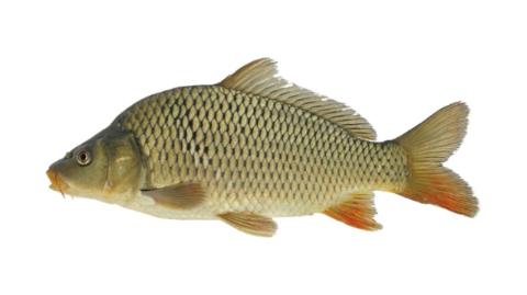 Fishing for Common carp: Fish Species – FishAngler.com