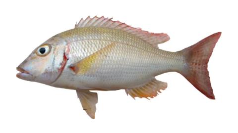 Fishing for Pink ear emperor: Fish Species – FishAngler.com