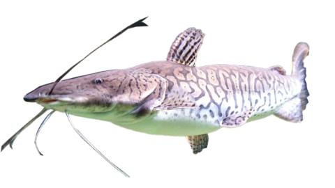 Fishing for Tiger sorubim: Fish Species – FishAngler.com
