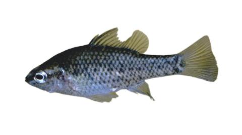 Fishing for Yarra pygmy perch → Explore Catches, Top Baits & More!