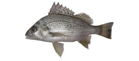 Fishing for Silver grunt → Explore Catches, Top Baits & More!