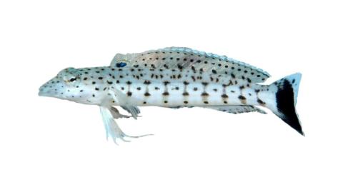 Fishing for Blacktail Grubfish: Fish Species – FishAngler.com