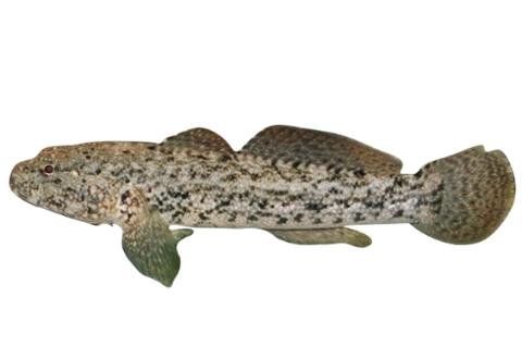 Fishing for Giant goby → Explore Catches, Top Baits & More!