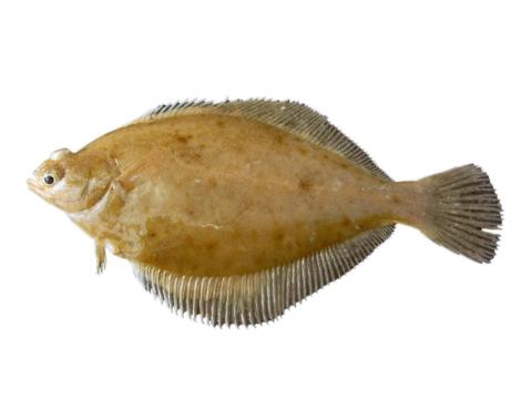 Fishing for Yellowfin sole → Explore Catches, Top Baits & More!