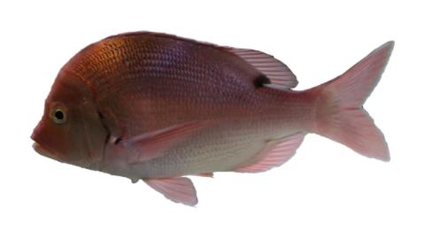 Fishing for Daggerhead seabream → Explore Catches, Top Baits & More!