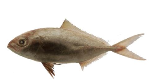 Fishing for Lesser amberjack: Fish Species – FishAngler.com