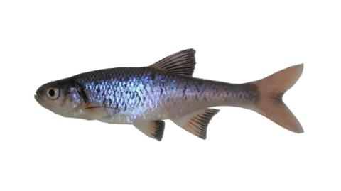 Fishing for Pretty shiner: Fish Species – FishAngler.com