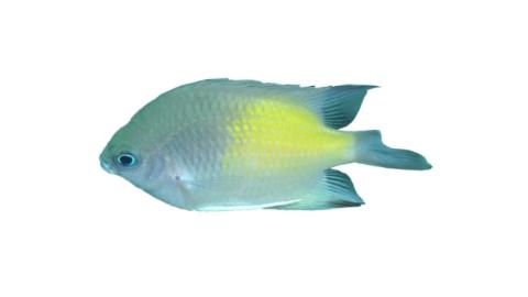 Fishing for Yellowfin damsel → Explore Catches, Top Baits & More!