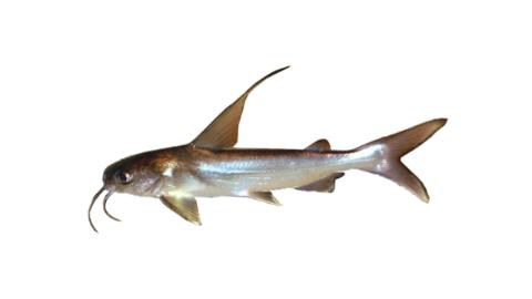 Fishing for Thickspined Catfish → Explore Catches, Top Baits & More!