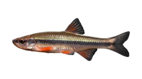 Fishing for Greenhead shiner → Explore Catches, Top Baits & More!