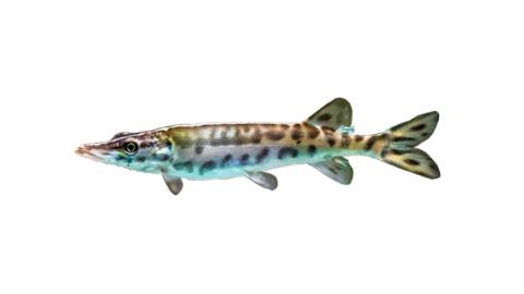 Fishing for Barred Muskellunge → Explore Catches, Top Baits & More!