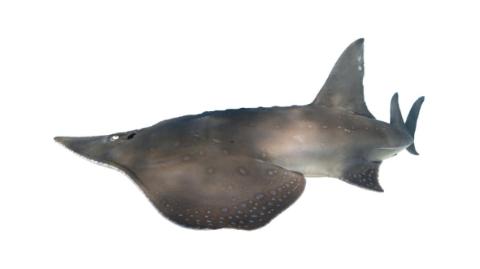 Fishing for Whitespotted wedgefish: Fish Species – FishAngler.com