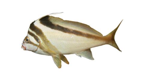 Fishing for Magpie morwong → Explore Catches, Top Baits & More!