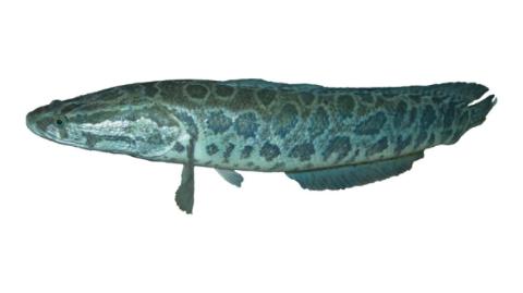 Fishing for Northern snakehead → Explore Catches, Top Baits & More!