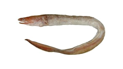 Fishing for Abyssal cutthroat eel → Explore Catches, Top Baits & More!