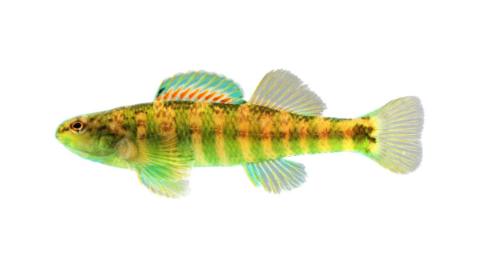 Fishing for Banded darter: Fish Species – FishAngler.com