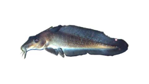 Fishing for Toothless catfish → Explore Catches, Top Baits & More!