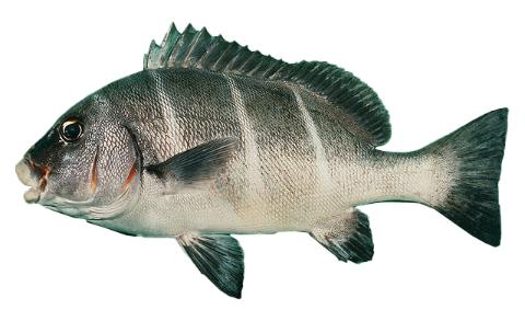 Fishing for Whitebarred rubberlip → Explore Catches, Top Baits & More!