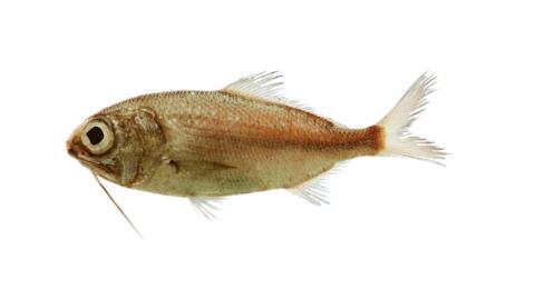 Fishing for Beardfish → Explore Catches, Top Baits & More!