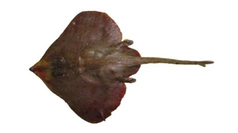 Fishing for Smooth skate → Explore Catches, Top Baits & More!