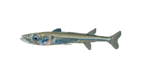 Fishing for Pikehead hardyhead → Explore Catches, Top Baits & More!