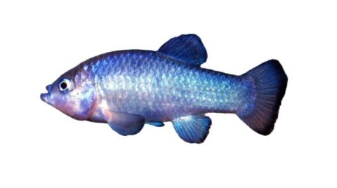 Fishing for Amargosa pupfish: Fish Species – FishAngler.com