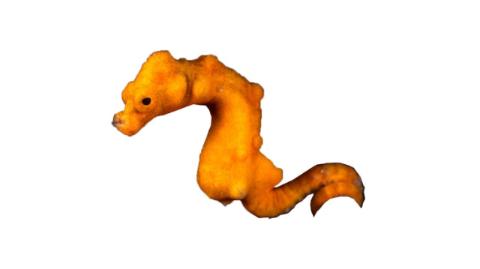 Fishing for Denise's pygmy seahorse: Fish Species – FishAngler.com