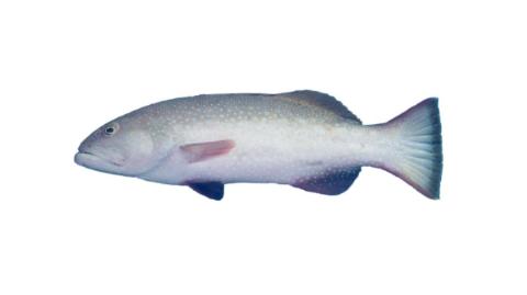 Fishing for Squaretail coralgrouper: Fish Species – FishAngler.com