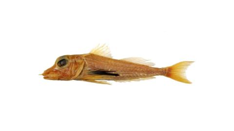 Fishing for Gomon’s gurnard: Fish Species – FishAngler.com