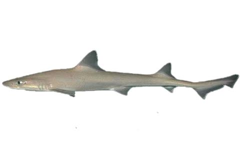 Fishing for Dusky smooth-hound → Explore Catches, Top Baits & More!