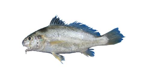 Fishing for Goatee croaker → Explore Catches, Top Baits & More!