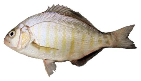 Fishing for Barred surfperch: Fish Species – FishAngler.com