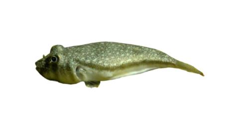 Fishing for Orange-spotted toadfish: Fish Species – FishAngler.com