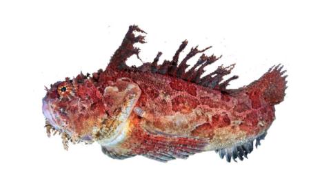 Fishing for Sea raven: Fish Species – FishAngler.com