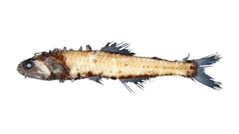 Fishing for Mexican lampfish: Fish Species – FishAngler.com
