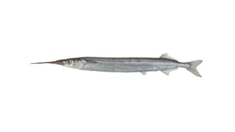 Fishing for Eastern sea garfish → Explore Catches, Top Baits & More!