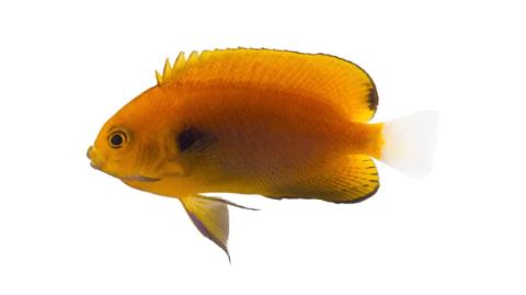 Fishing for Orange angelfish → Explore Catches, Top Baits & More!