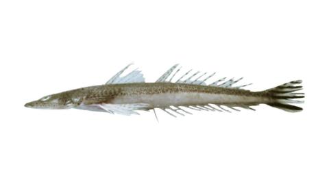 Fishing for Bar-tailed flathead: Fish Species – FishAngler.com