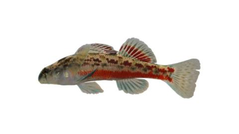 Fishing for Vermilion darter: Fish Species – FishAngler.com