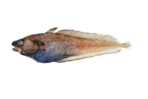 Fishing for Japanese codling → Explore Catches, Top Baits & More!