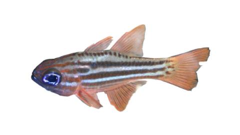 Fishing for Ochre-striped cardinalfish: Fish Species – FishAngler.com