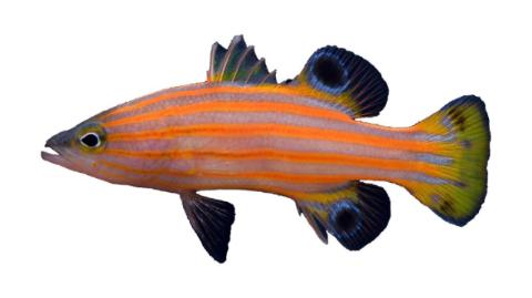 Fishing for Peppermint bass → Explore Catches, Top Baits & More!