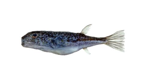 Fishing for Spineless toadfish → Explore Catches, Top Baits & More!