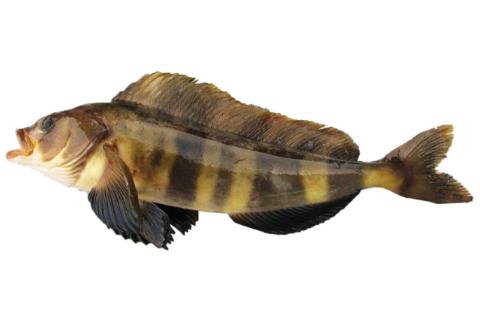 Fishing for Atka mackerel → Explore Catches, Top Baits & More!