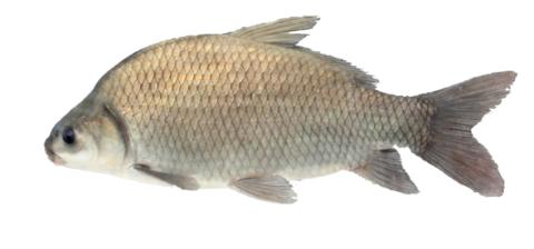 Fishing for Smallmouth buffalo: Fish Species – FishAngler.com