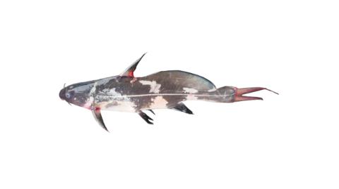 Fishing for False black lancer → Explore Catches, Top Baits & More!