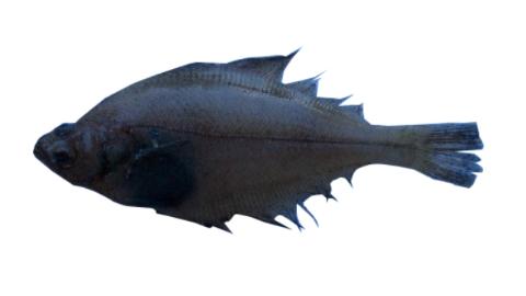 Fishing for Pointhead flounder → Explore Catches, Top Baits & More!