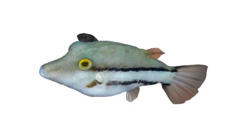 Fishing for Southern Atlantic sharpnose-puffer → Explore Catches, Top ...