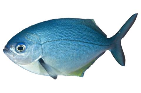 Fishing for Blue maomao → Explore Catches, Top Baits & More!